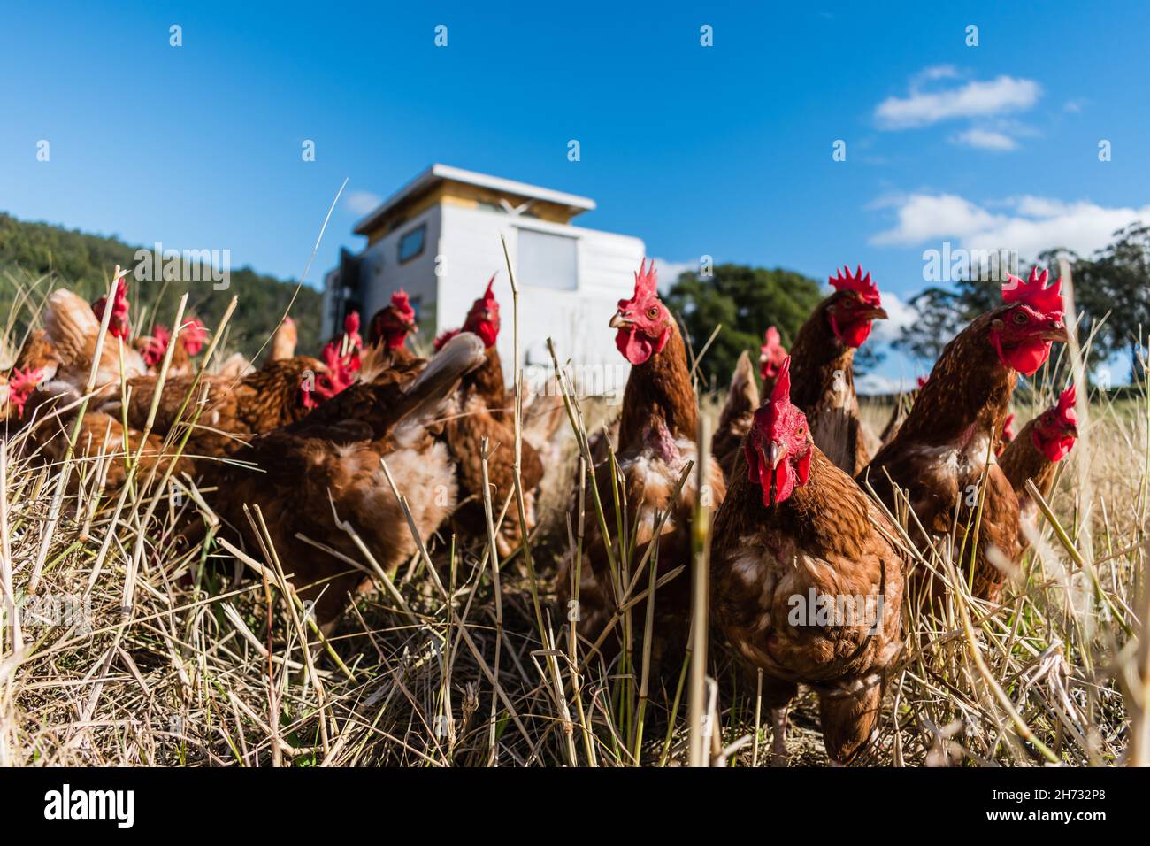 Group of hens outdoors in a farm Stock Photo - Alamy