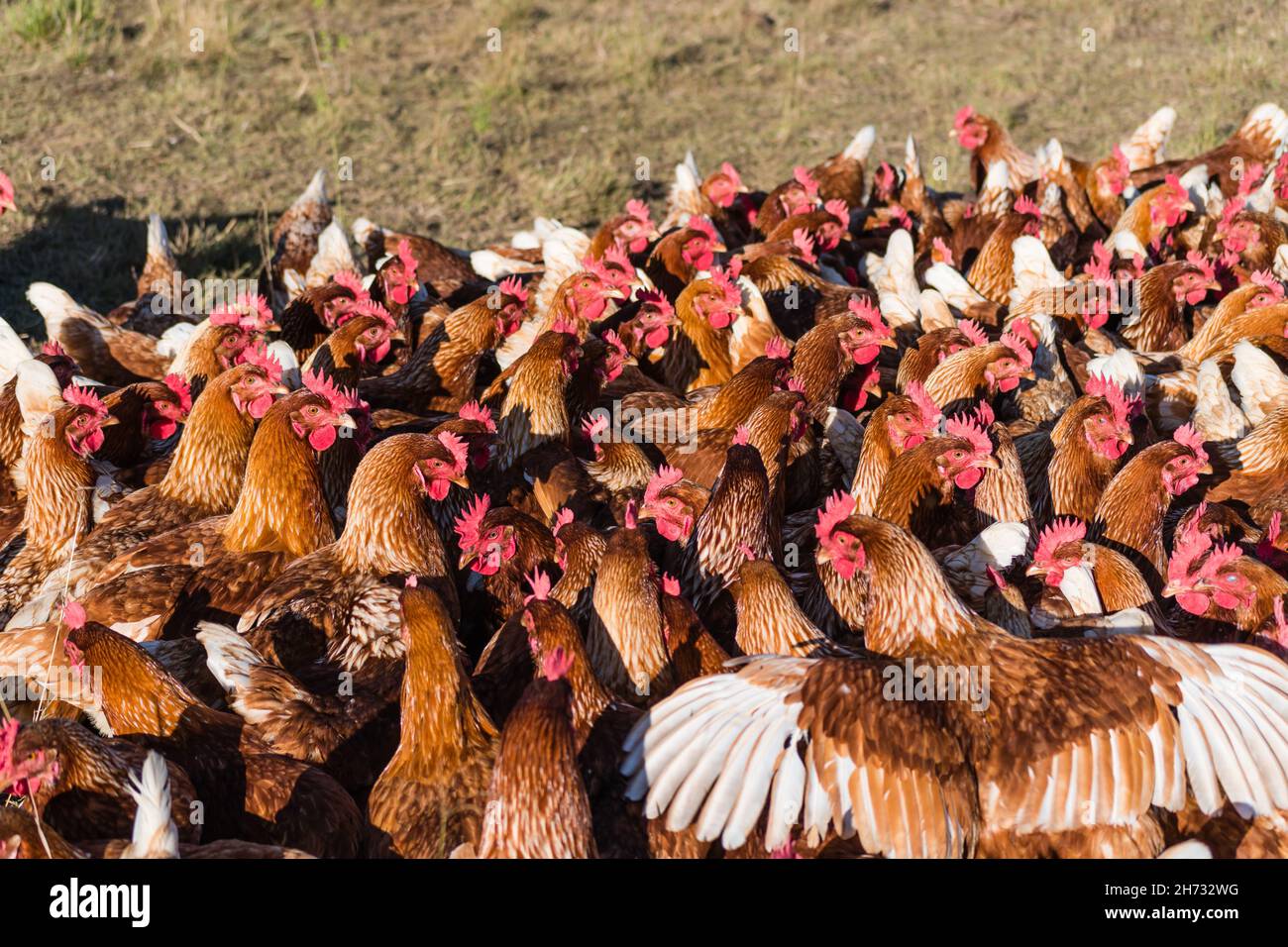 Group of hens outdoors in a farm Stock Photo - Alamy