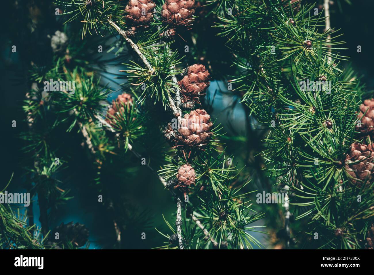 Christmas fir tree background with copy space. Fir tree branches ...