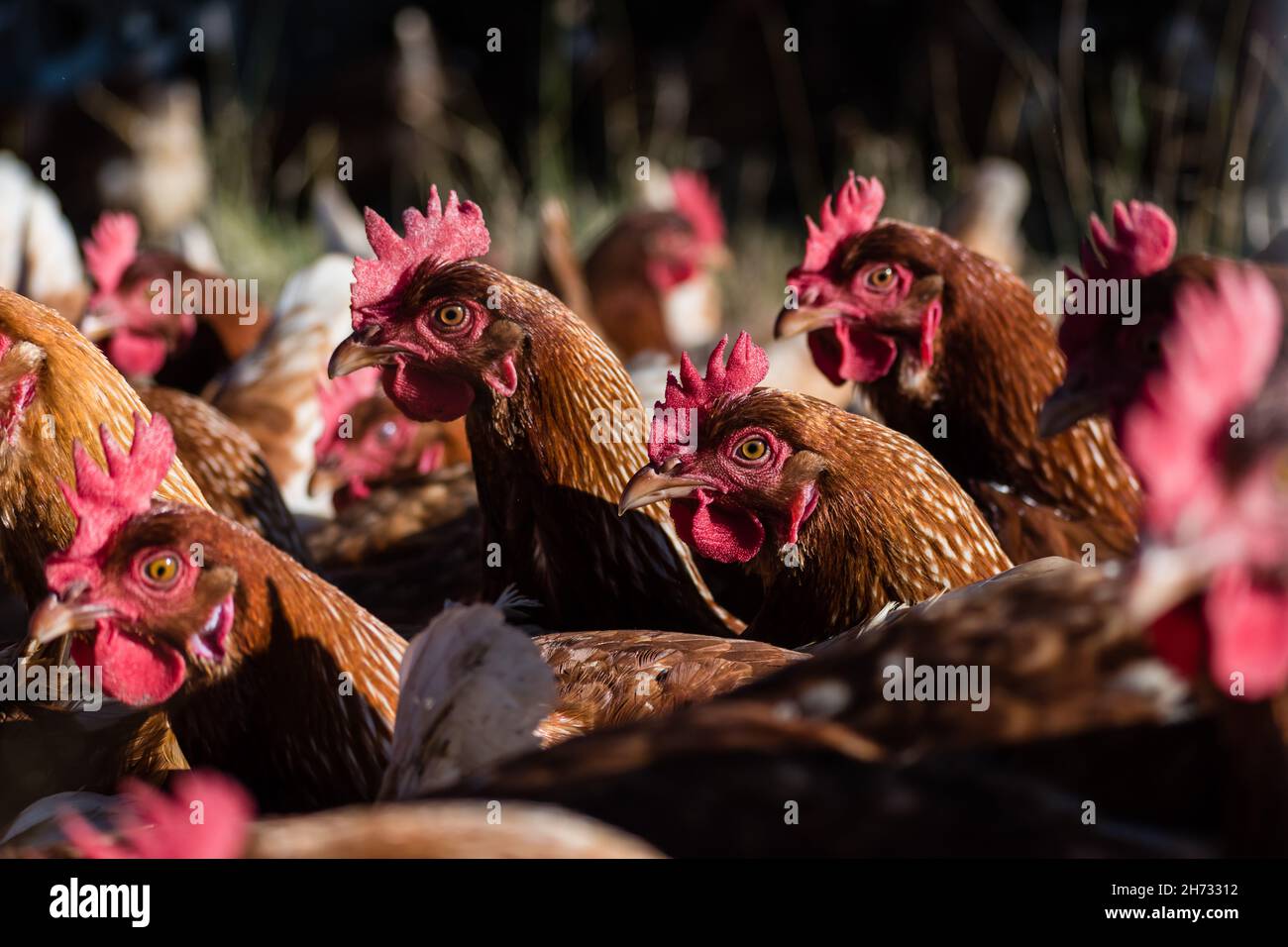 Group of hens outdoors in a farm Stock Photo - Alamy