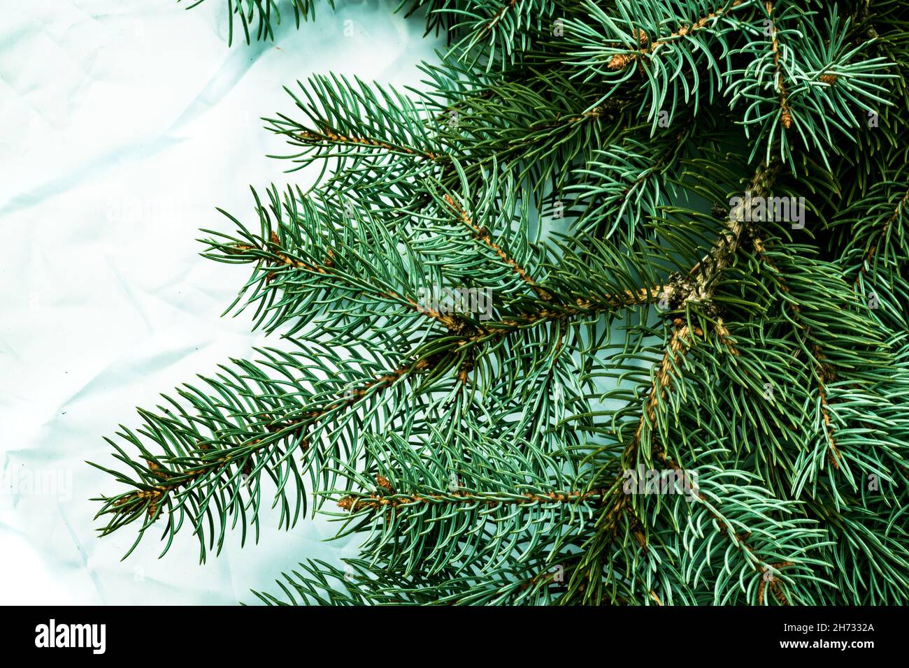 Christmas fir tree background on white background. Fir tree branches ...