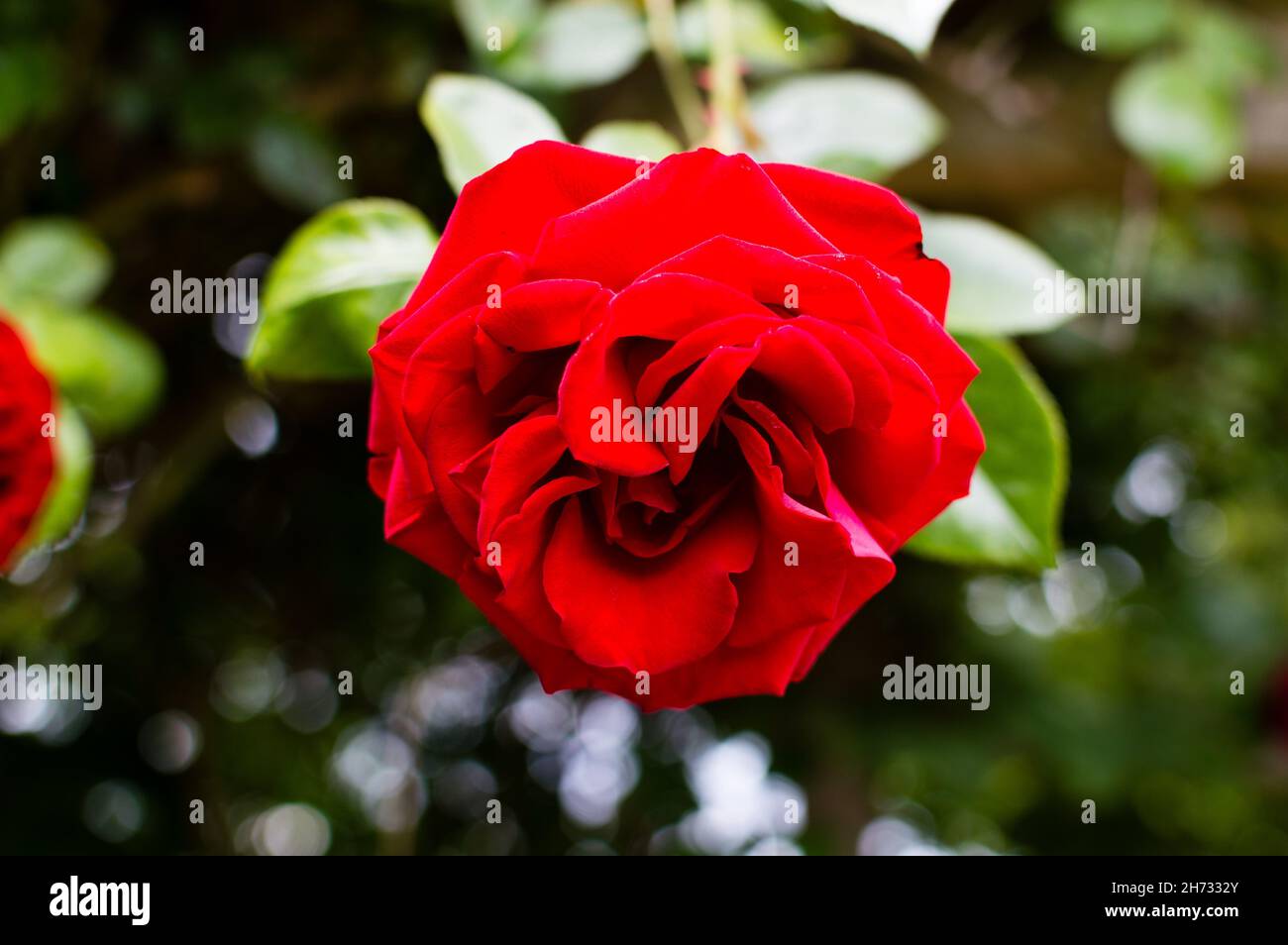 Nice red rose blossomed in a garden Stock Photo - Alamy