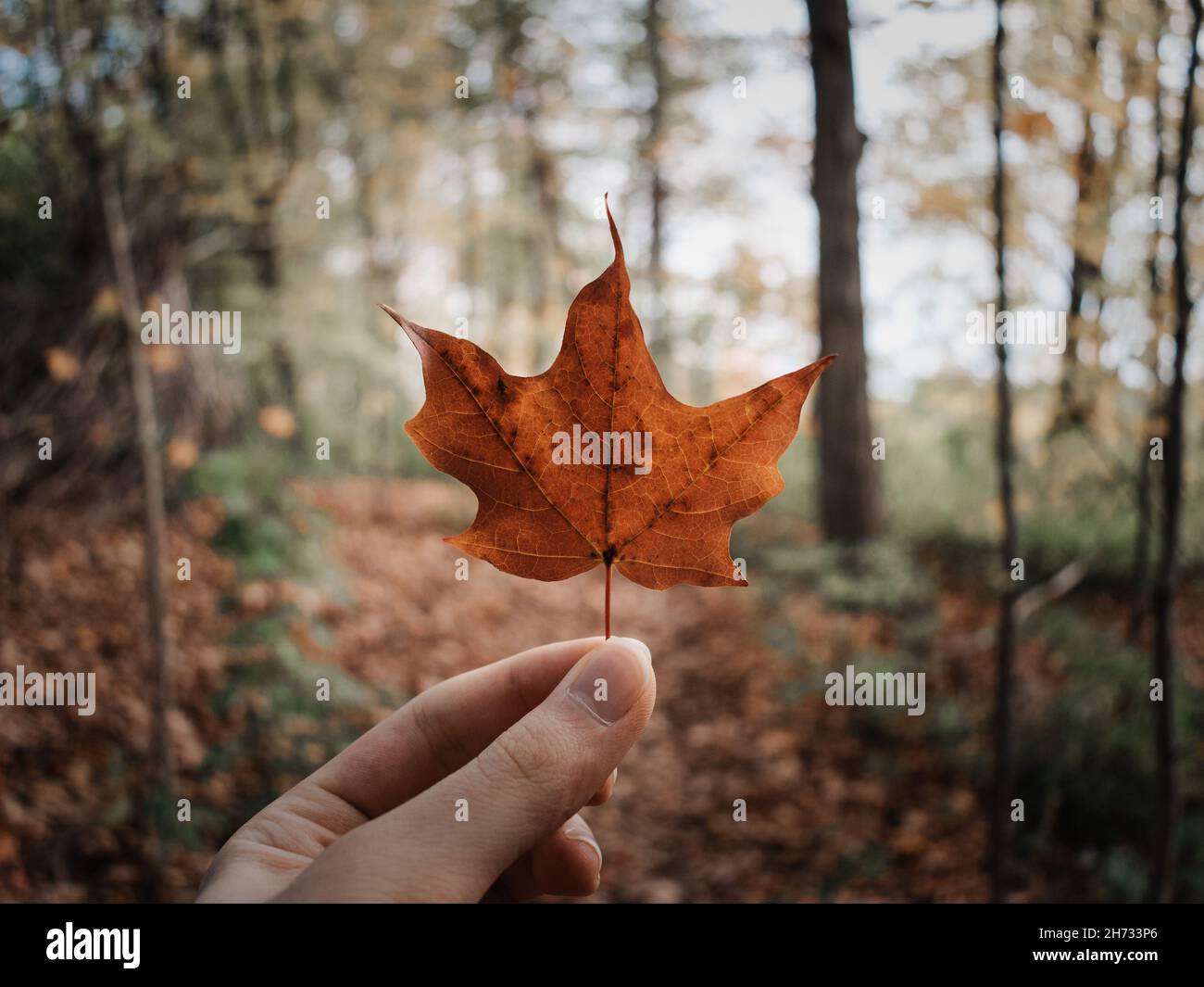 Hand holding an autumn maple leaf Stock Photo - Alamy