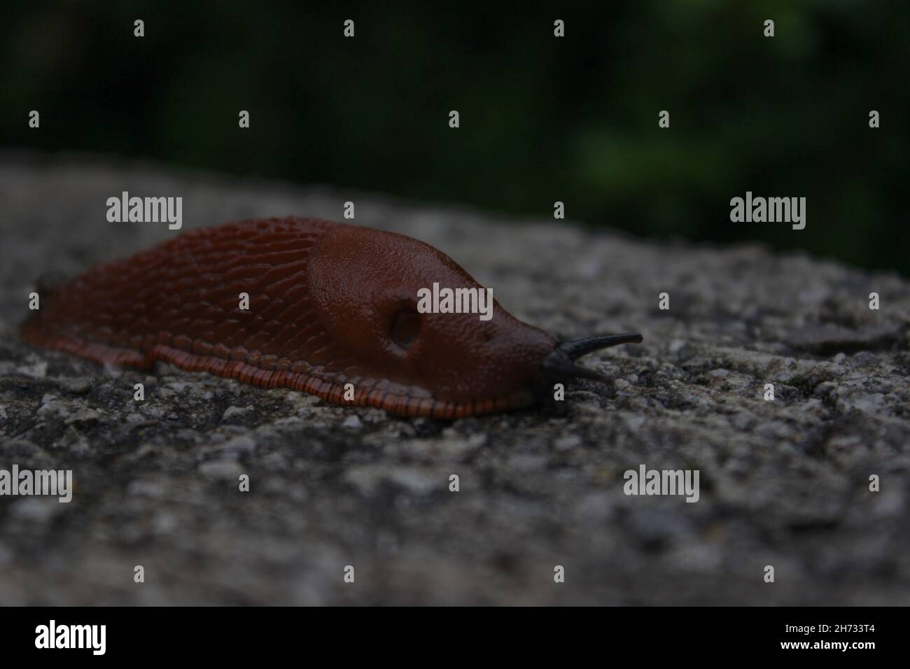 Close up of a small garden snake hi-res stock photography and images ...
