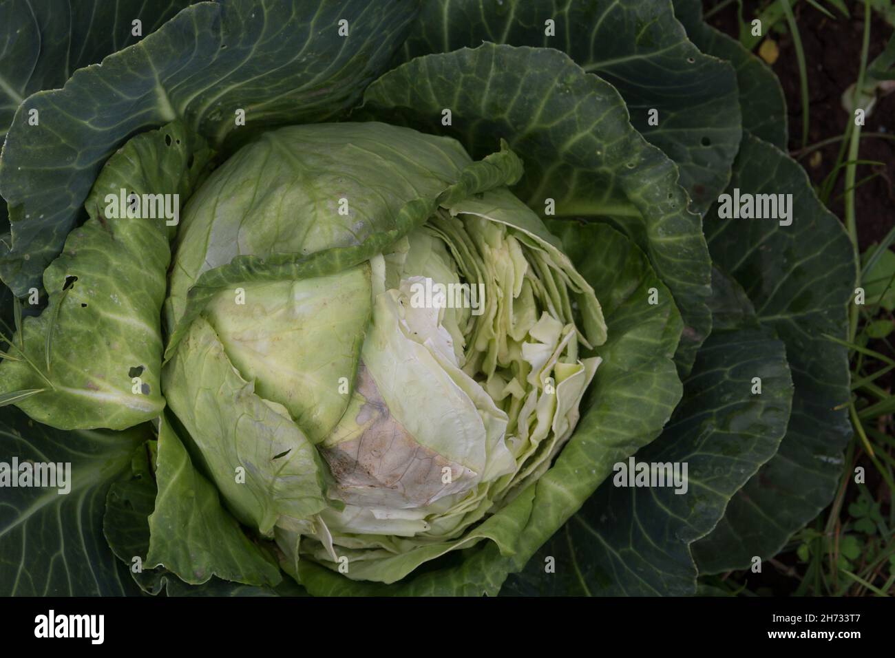 a cabbage eaten by wild rodents in the organic garden Stock Photo - Alamy