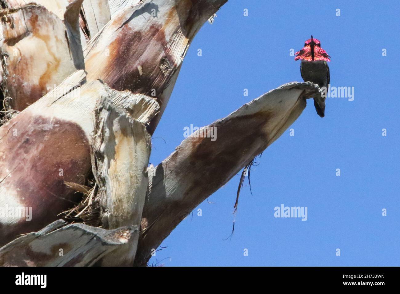 Bright green pink male hummingbird hi-res stock photography and images ...