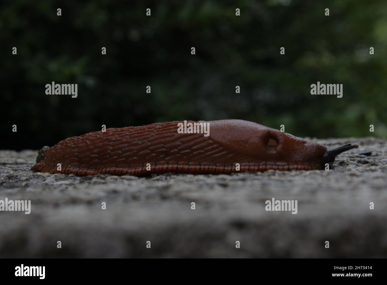 Close up of a small garden snake hi-res stock photography and images ...