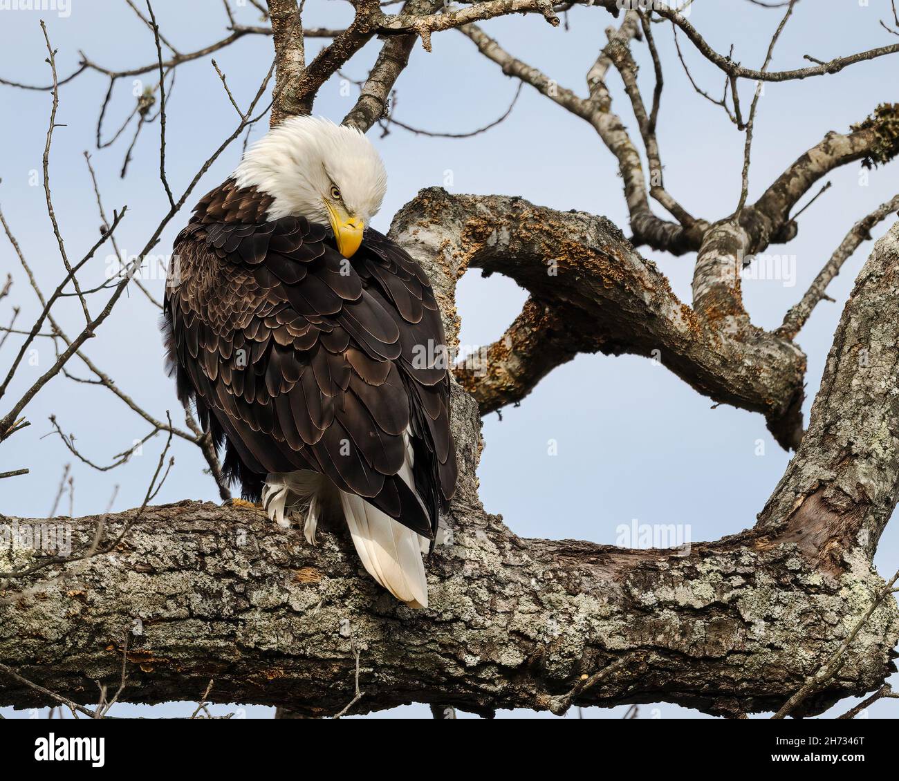 Bald eagle tree trunk hi-res stock photography and images - Alamy
