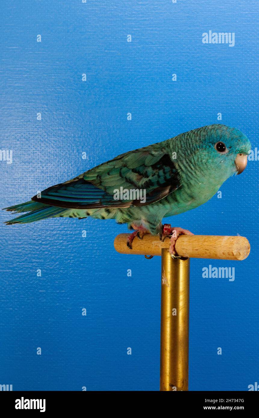 Turquoise Lineolated Parakeet