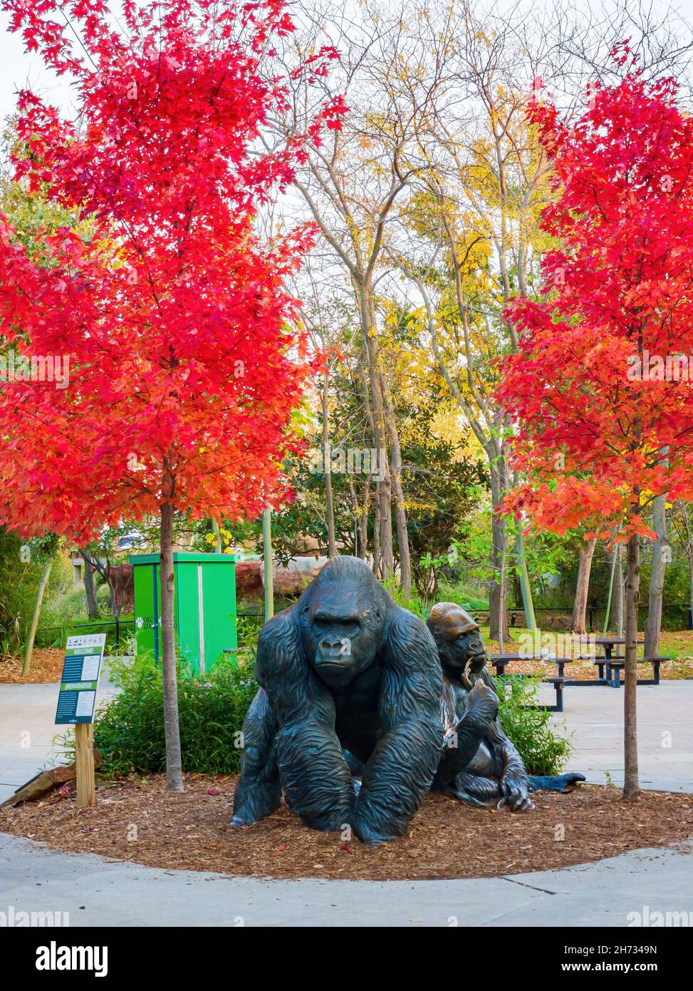 Oklahoma, NOV 9 2021 - Fall color and ape figure Stock Photo - Alamy