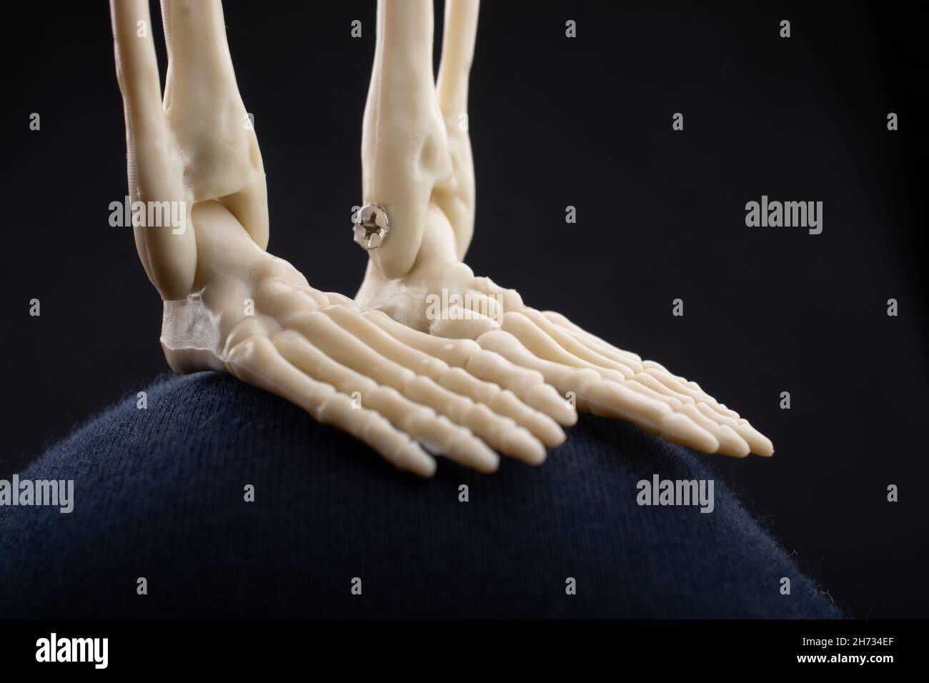 Human skeleton model for medical anatomy science Medical clinic concept ...