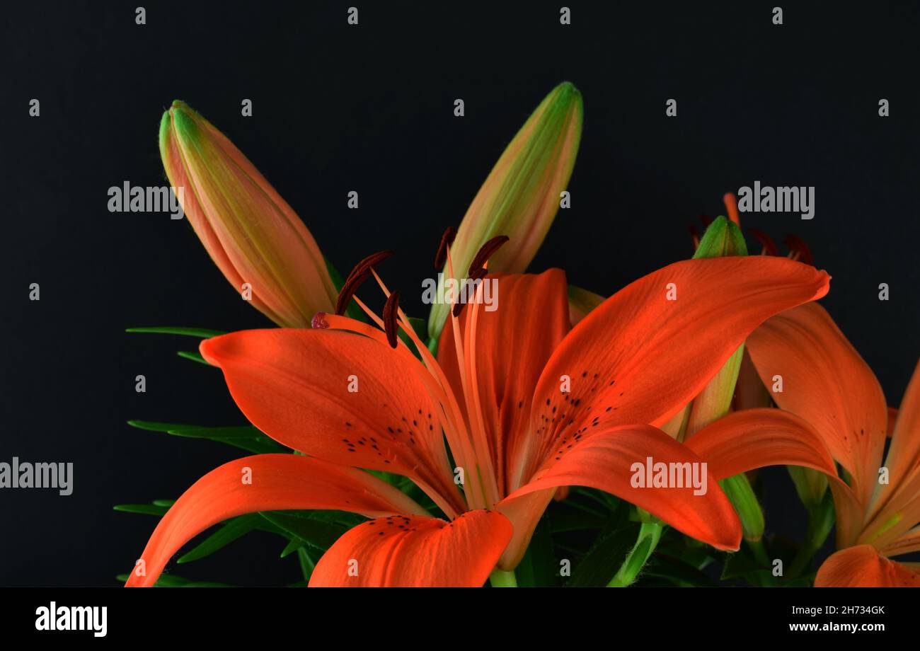 Buds and flowers of tiger lily isolated in the black background Stock ...