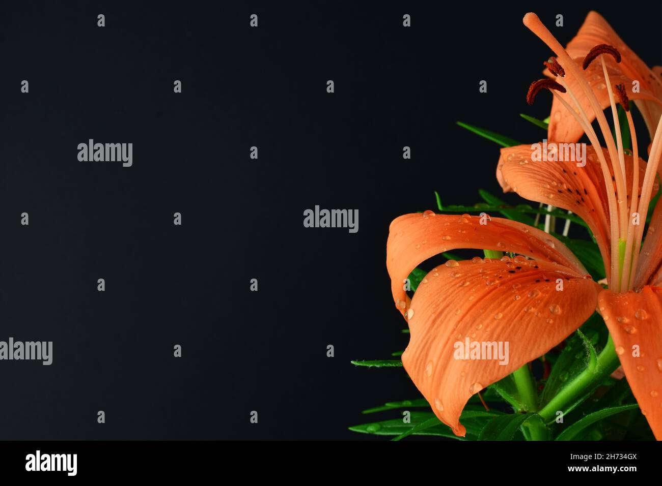 Lily flowers isolated in the black background with copy space on the ...