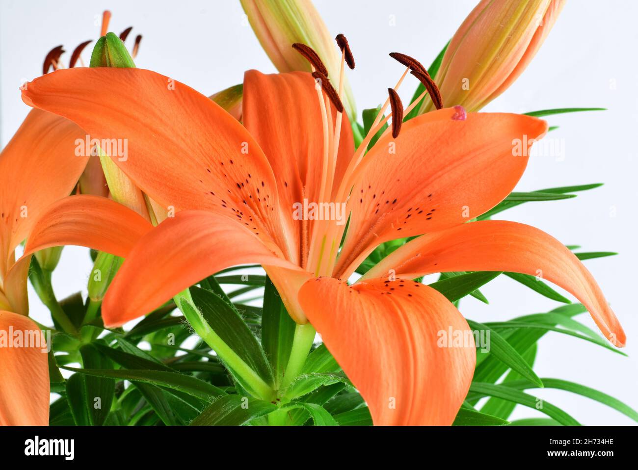 Flowers of orange lily or fire lily in the white background Stock Photo ...