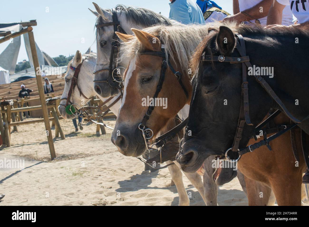 Portrait of a horse heads with long mane and partial harness Stock ...