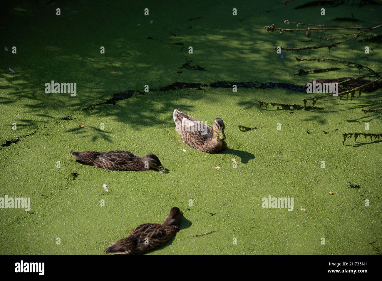 Ducks swimming in a pond covered with buck weed at a park Stock Photo ...