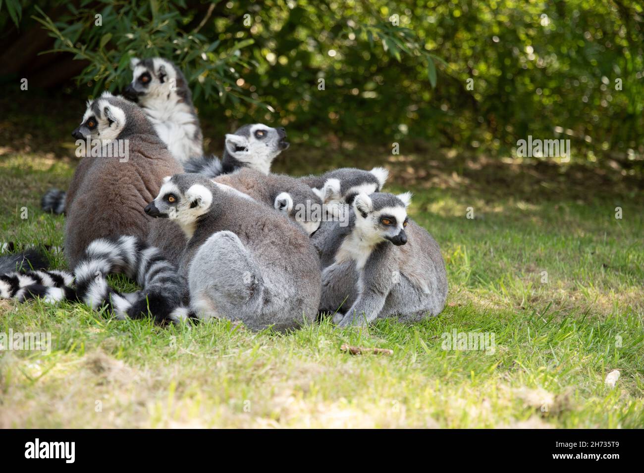 Group of lemurs huddled on a grassy field Stock Photo - Alamy