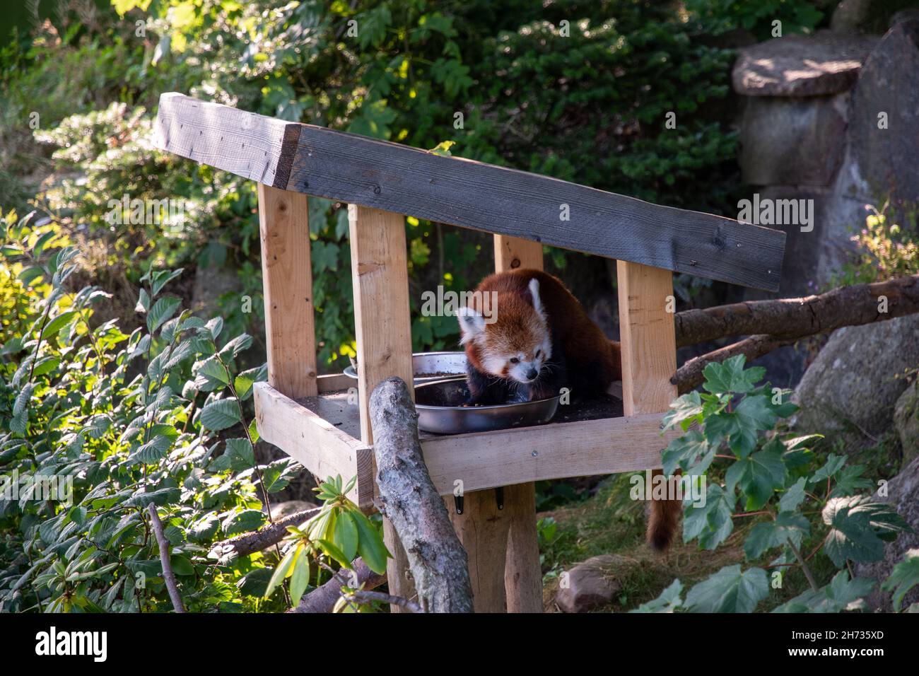Cute red panda eating from its plate at a zoo Stock Photo - Alamy