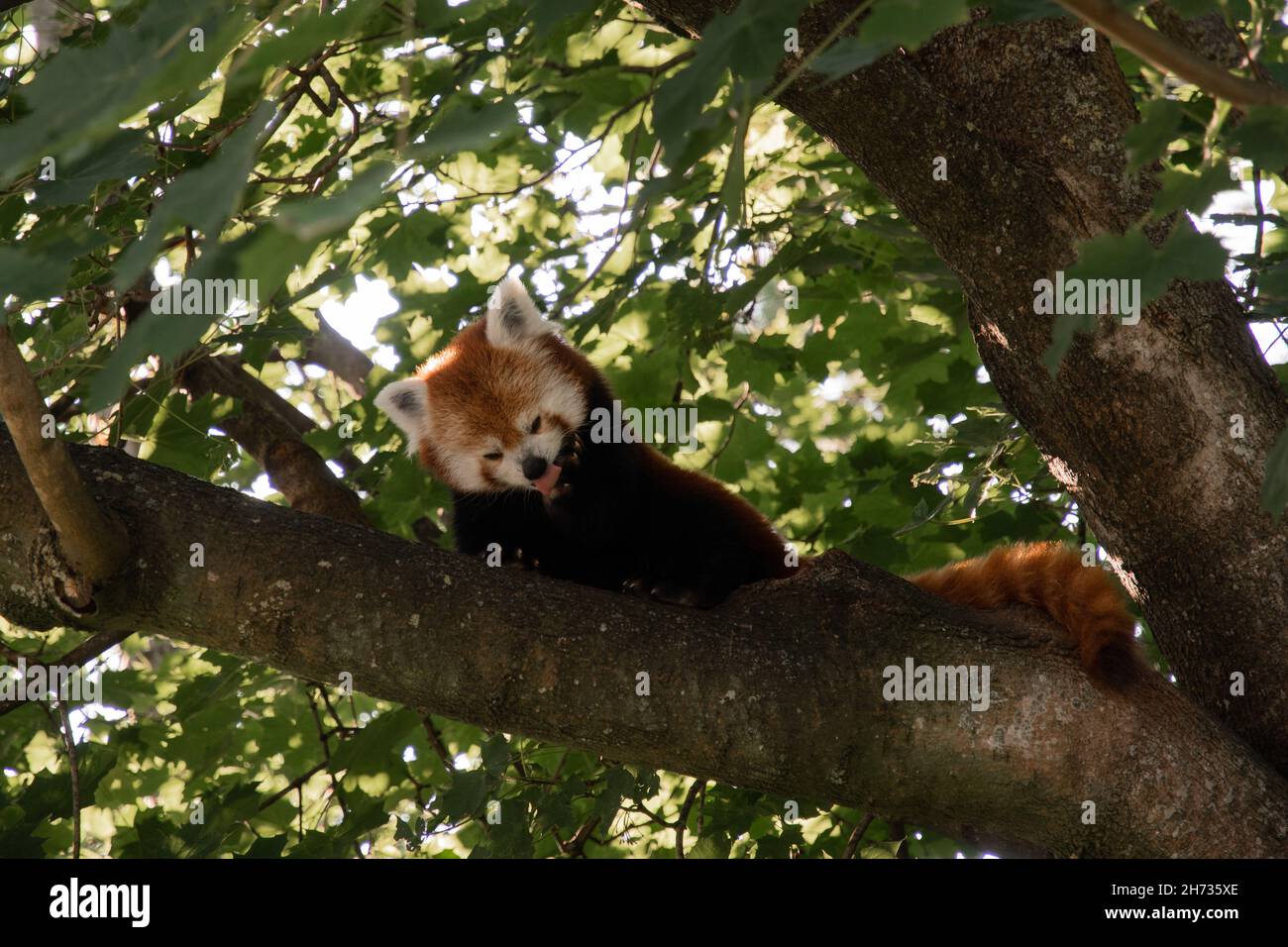 Closeup of a cute red panda on a tree branch at a zoo Stock Photo - Alamy
