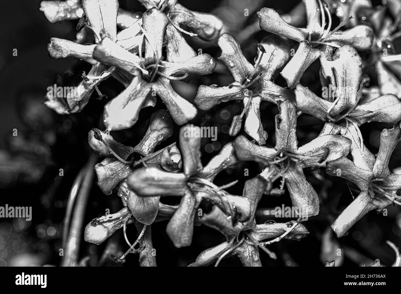 Anise tree Black and White Stock Photos & Images - Alamy