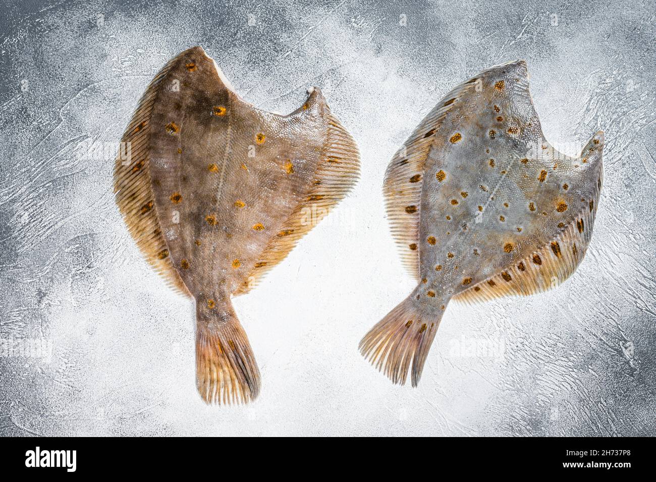 Raw whole flounder flatfish fish on kitchen table. White background ...