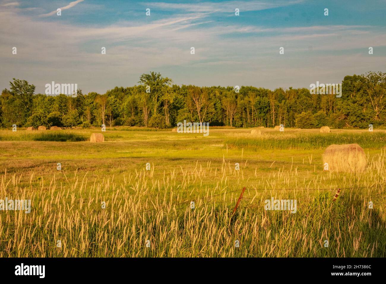 Golden field of baled hay on a sunny, summer day, showing tree line and ...