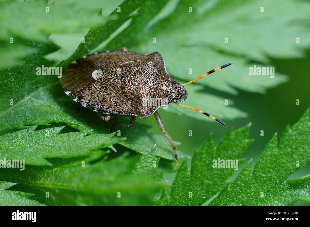 Closeup of the rare Vernal shieldbug, Peribalus strictus hiding Stock ...