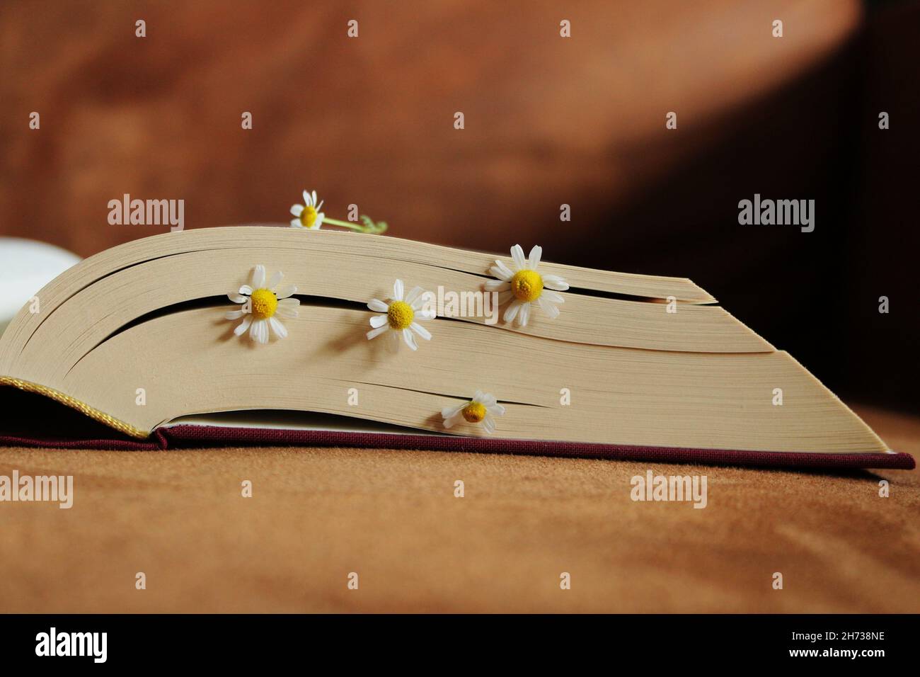 Flowers blooming between the pages of a book Stock Photo - Alamy