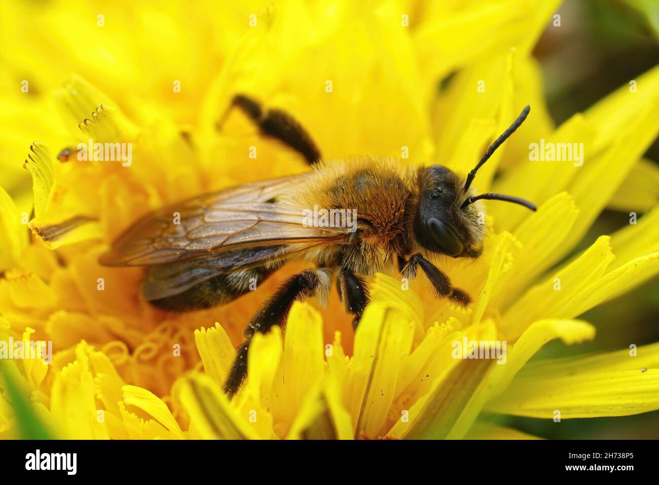 Closeup on a male grey patched mining bee, Andrena nitida Stock Photo ...