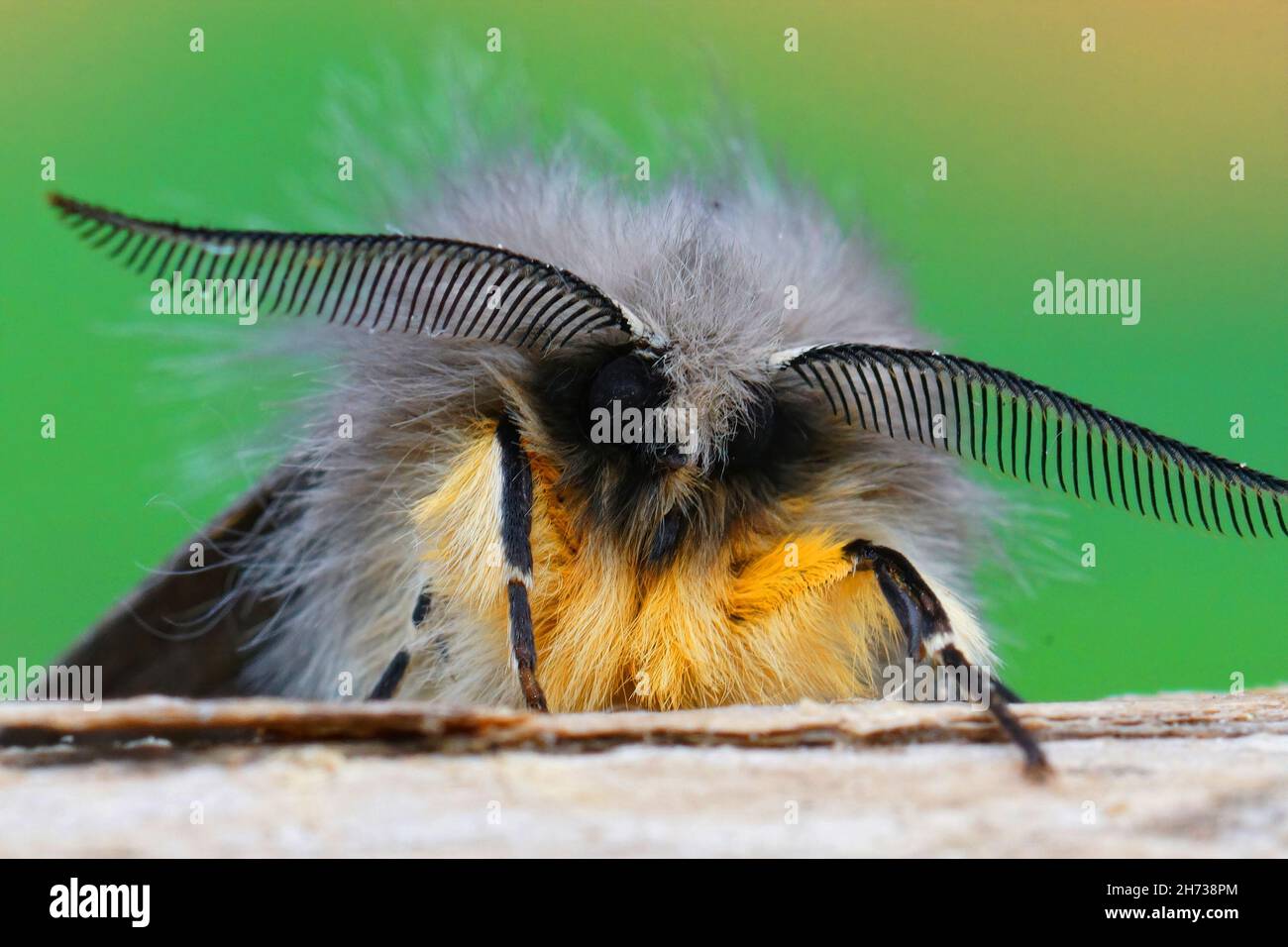 Frontal closeup on a hairy adult muslin moth, Diaphora mendica Stock ...