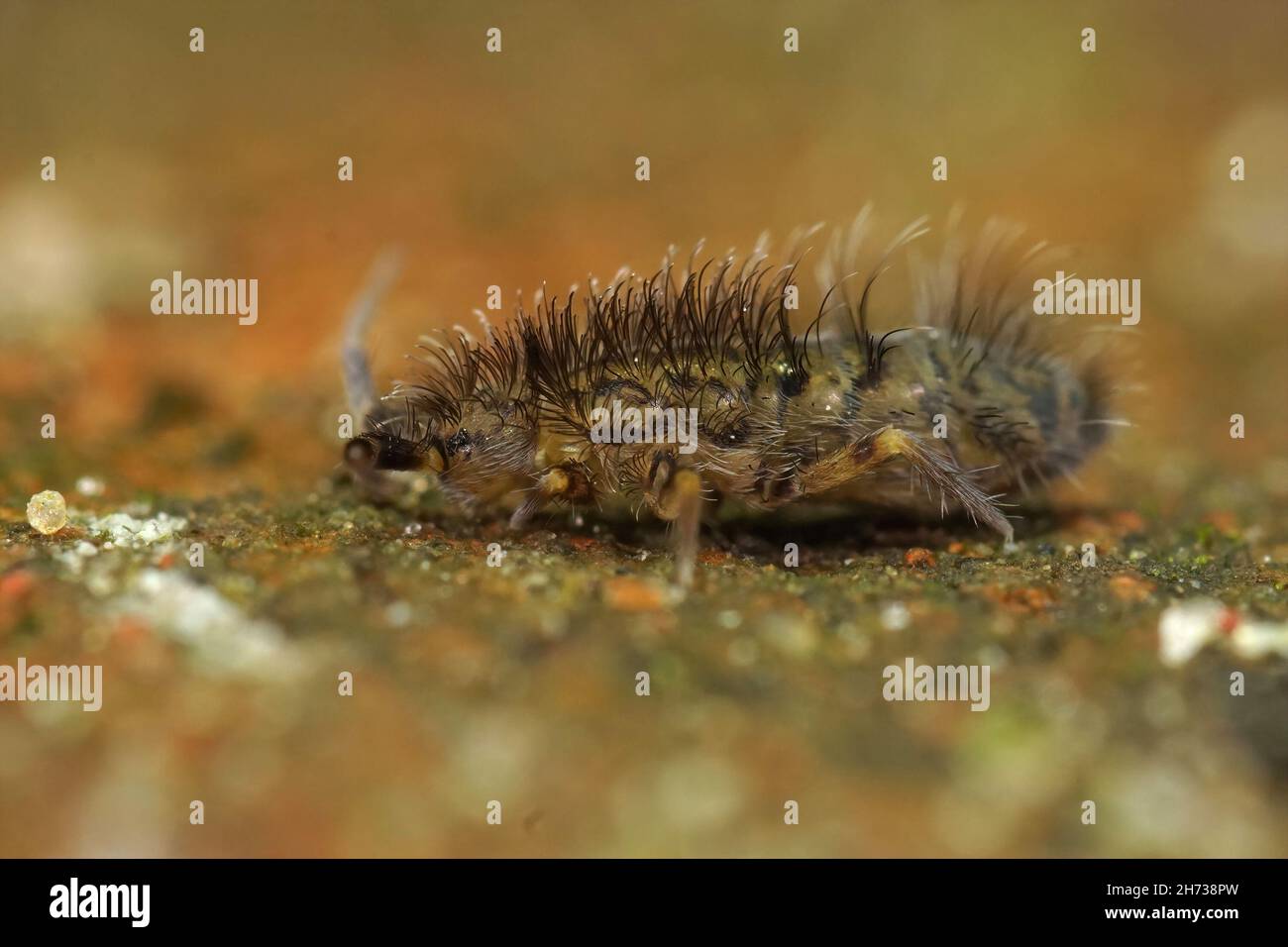Hairy springtail hi-res stock photography and images - Alamy