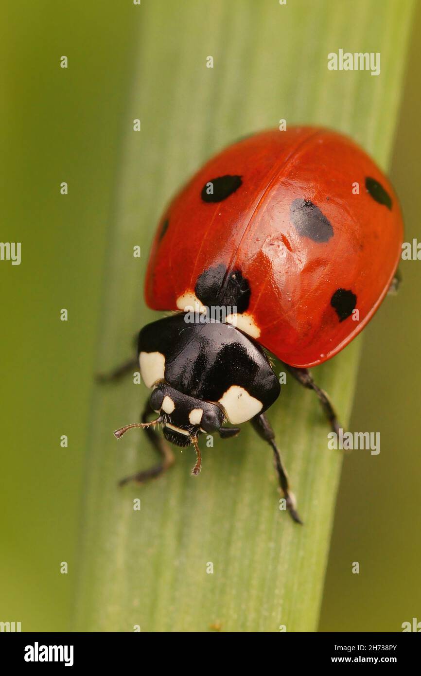 Vertical closeup of a colorful red seven-spot ladybird , Coccinella ...