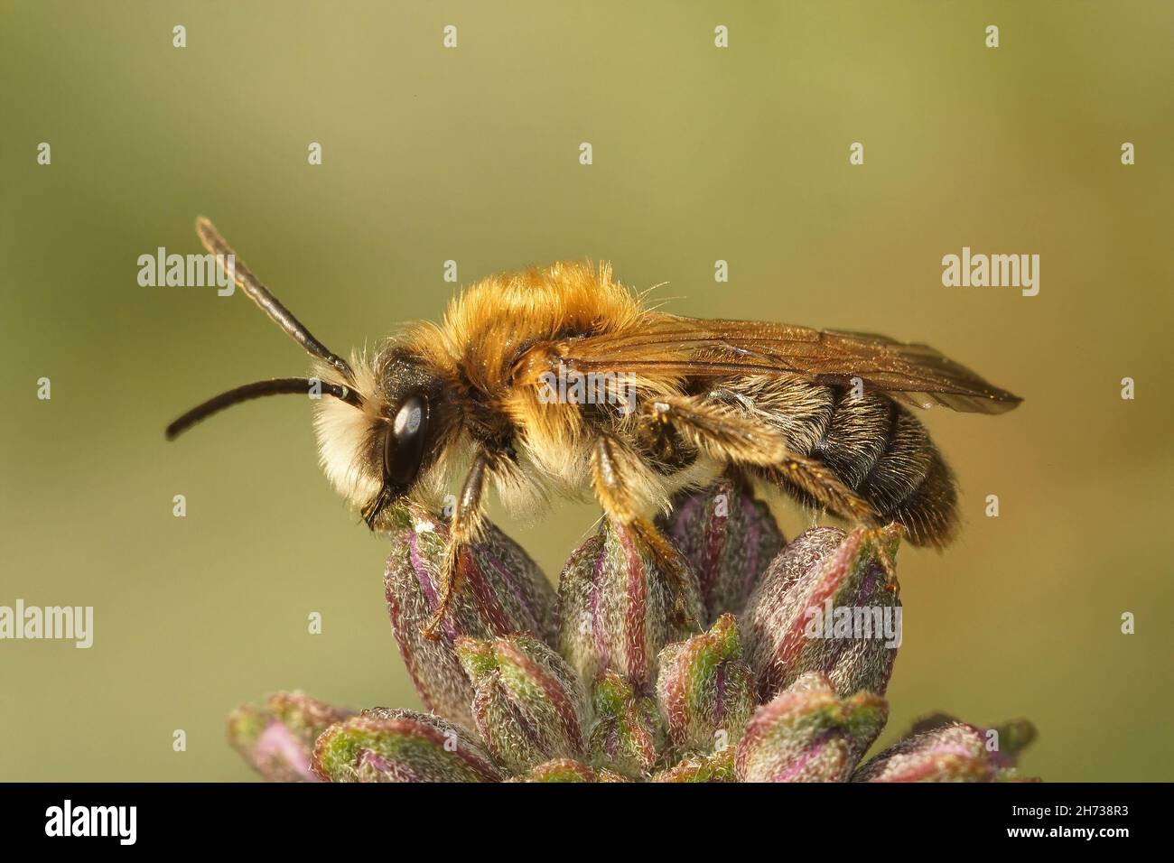 Closeup on a male of the Grey gastered mining bee, Andrena tibia Stock ...