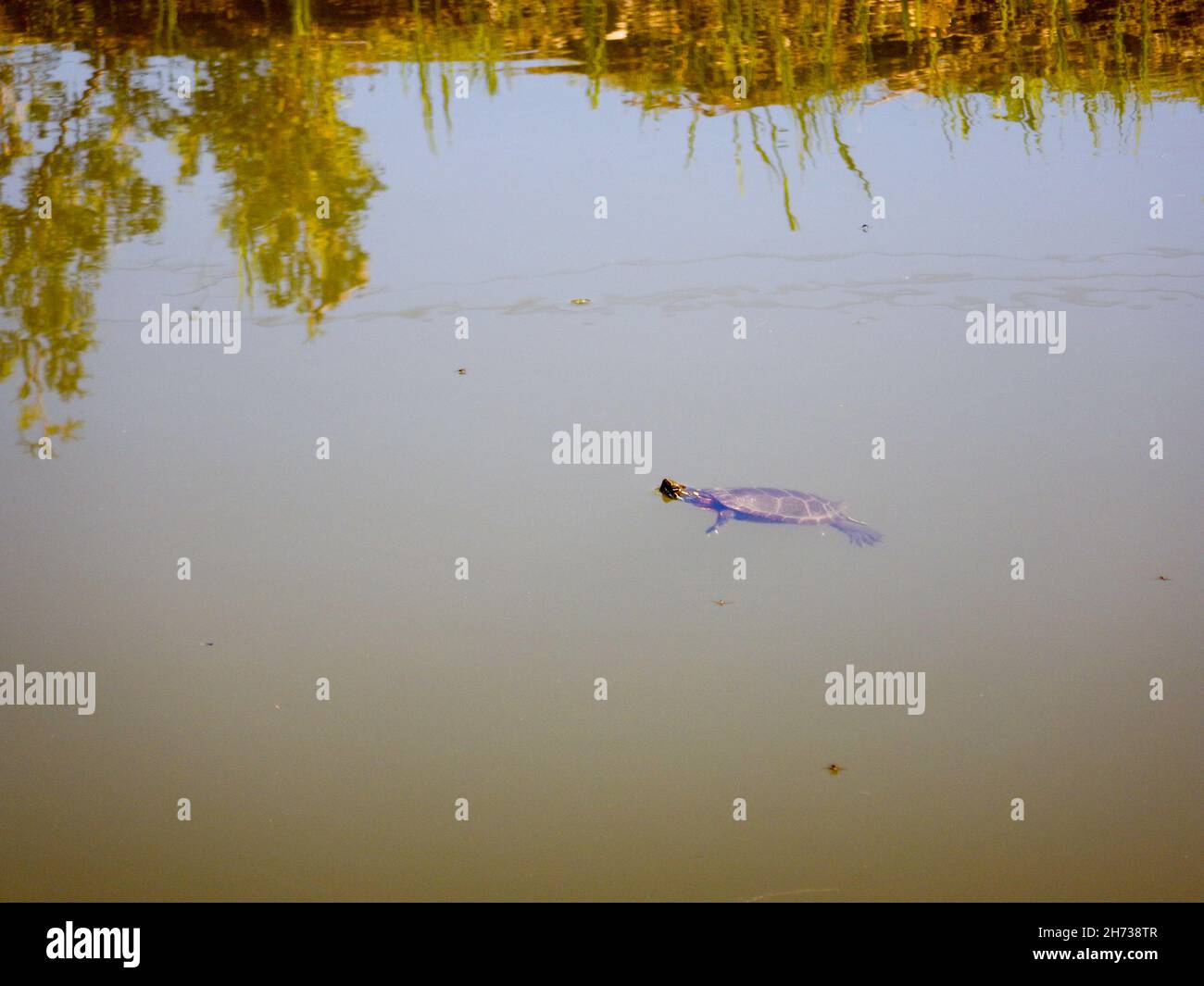 Middle of pond hi-res stock photography and images - Alamy