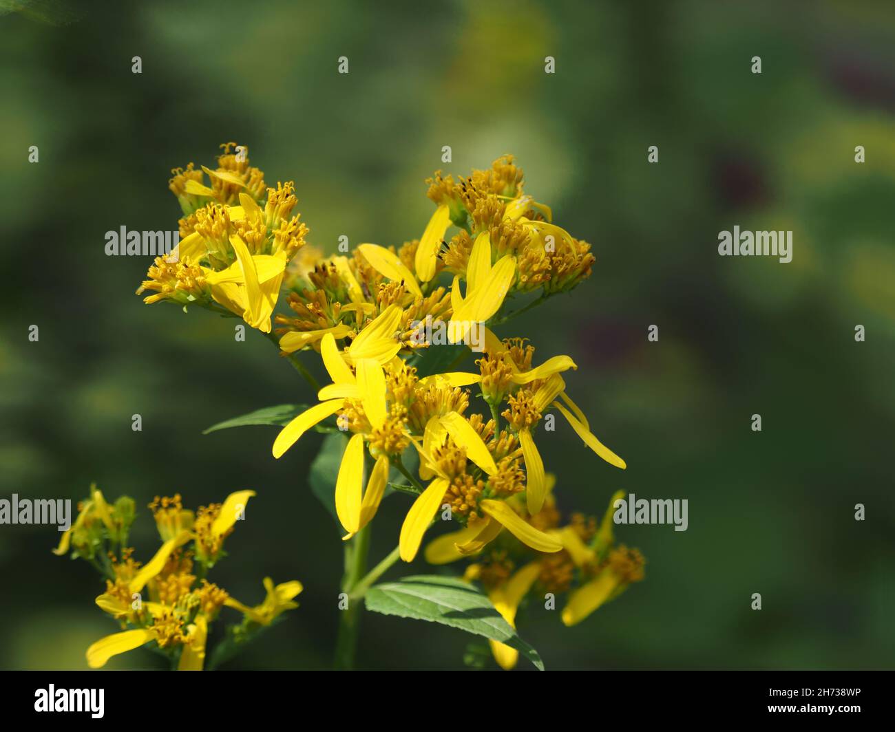 Yellow flower cluster hi-res stock photography and images - Alamy