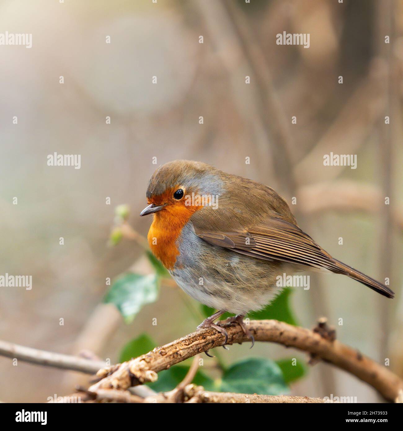 A plump Robin with the light Stock Photo - Alamy