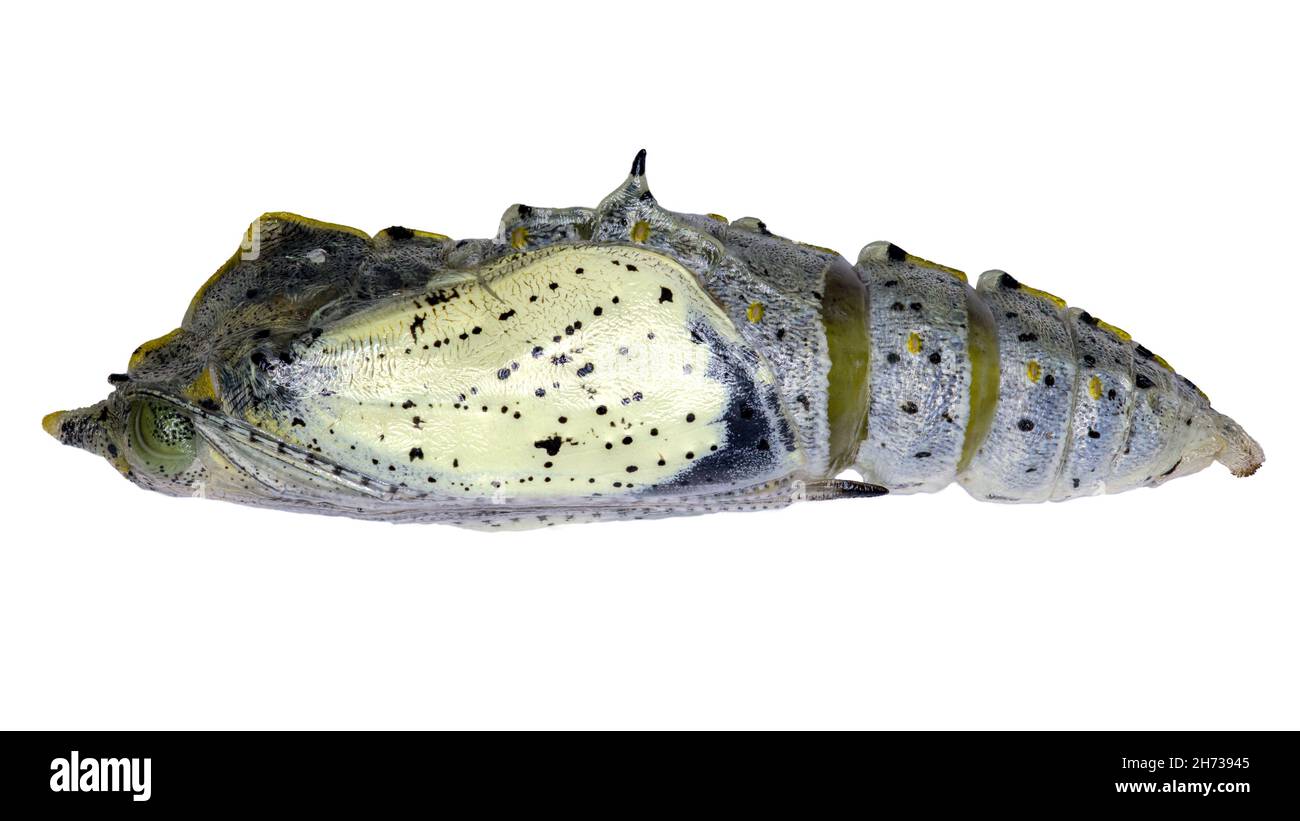 Pieris brassicae pupae specimen Stock Photo - Alamy