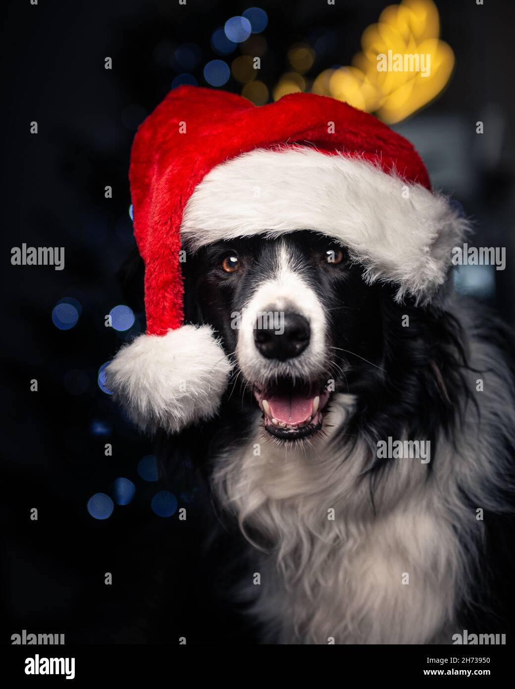 Border collie christmas lights hi-res stock photography and images - Alamy