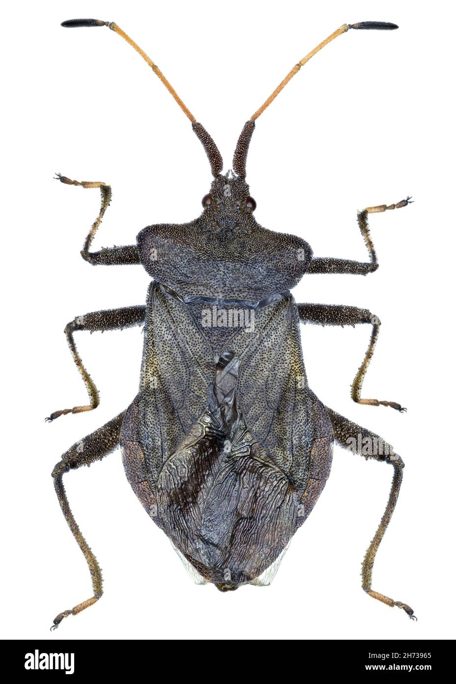 Coreus marginatus bug specimen Stock Photo - Alamy