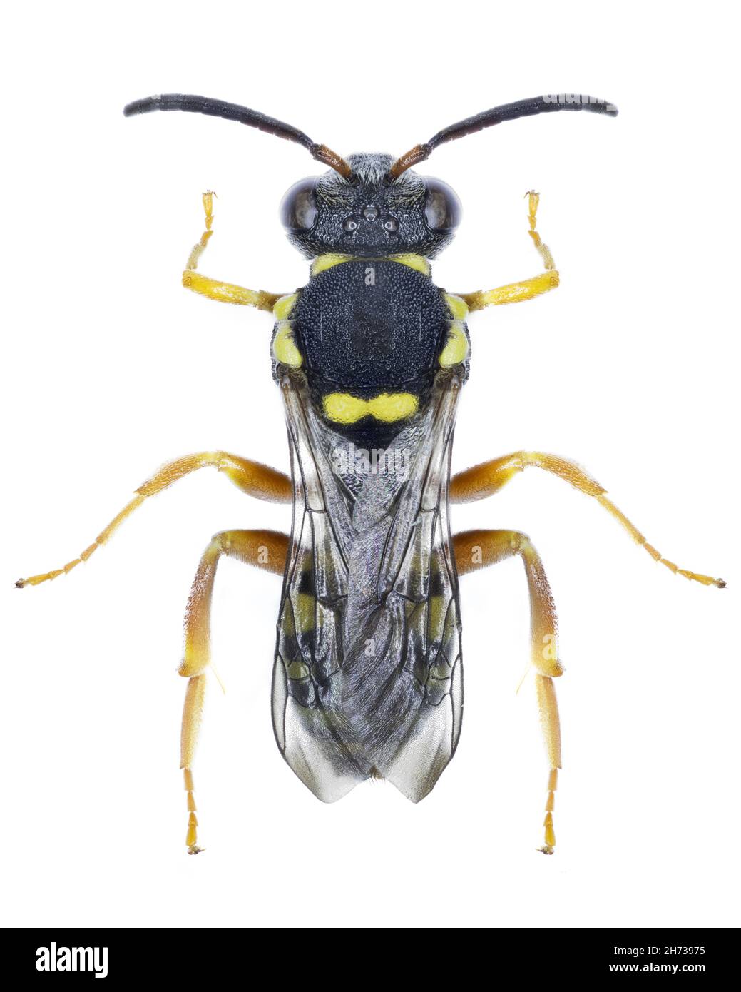 Nomada rufipes bee specimen Stock Photo - Alamy