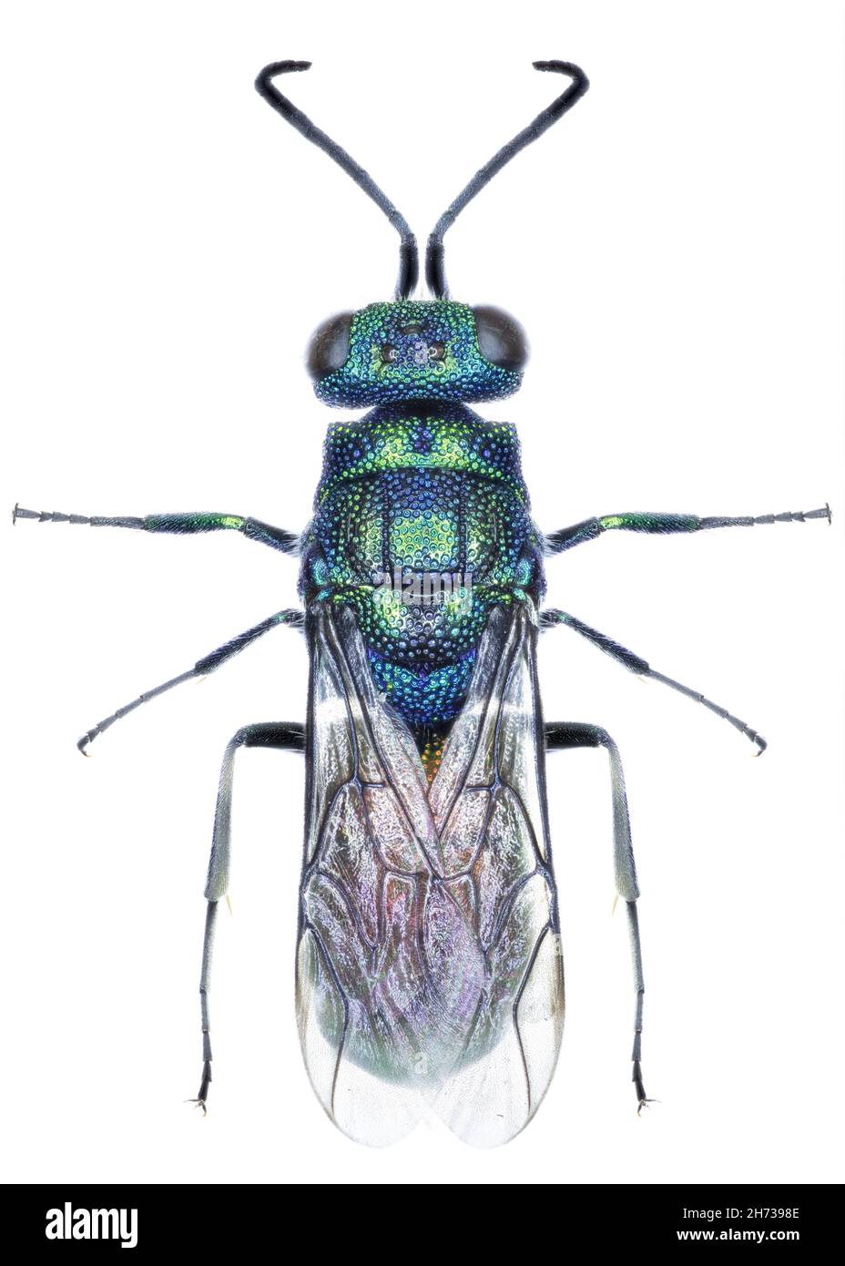 Chrysis angustula wasp specimen Stock Photo - Alamy