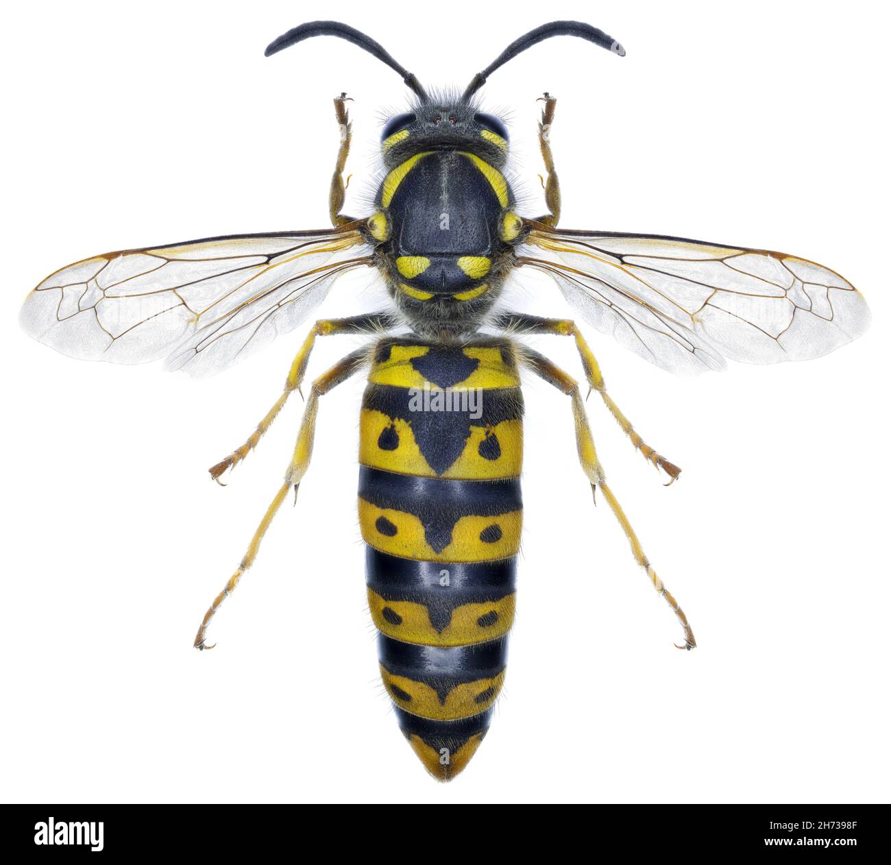 Vespula germanica wasp specimen Stock Photo - Alamy