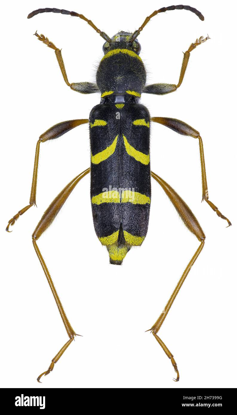 Clytus arietis beetle specimen Stock Photo - Alamy