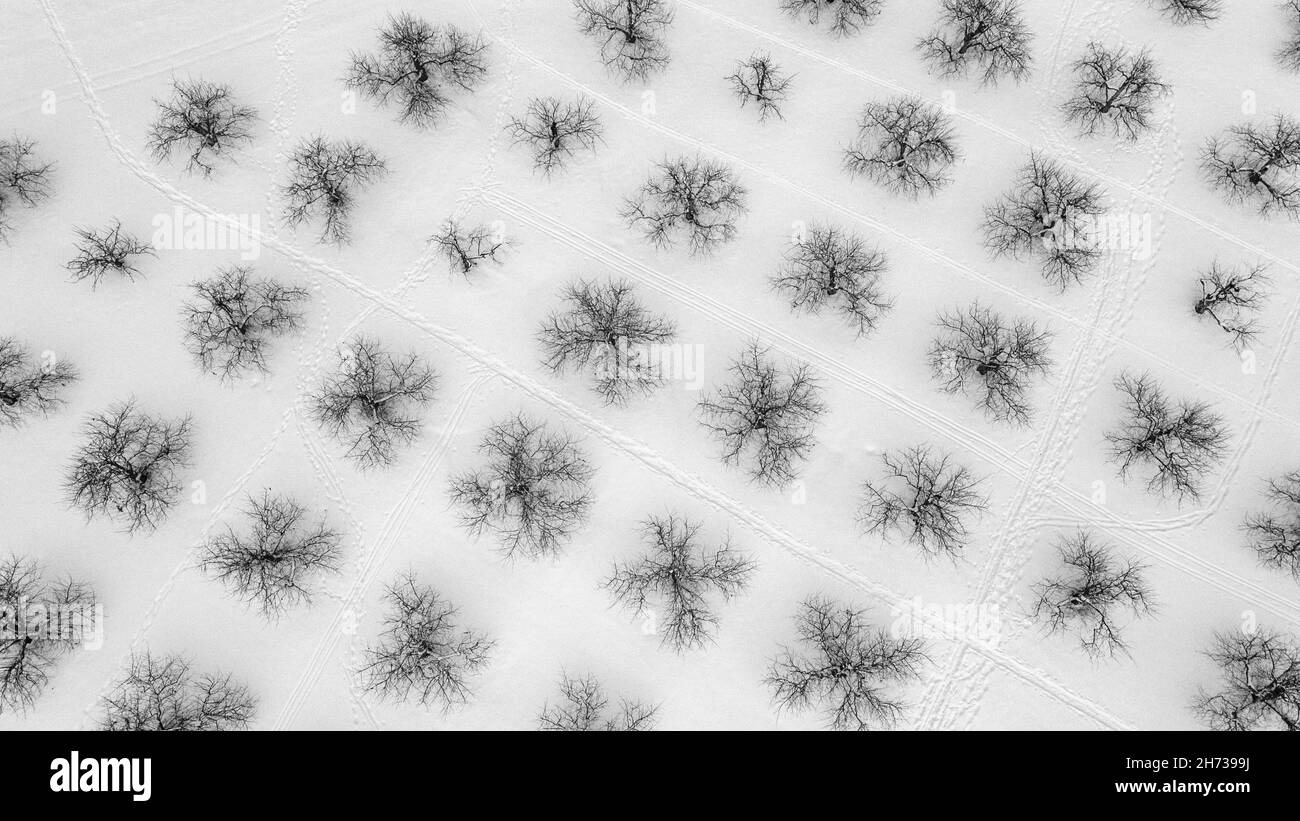Top view of trees in snow Stock Photo - Alamy