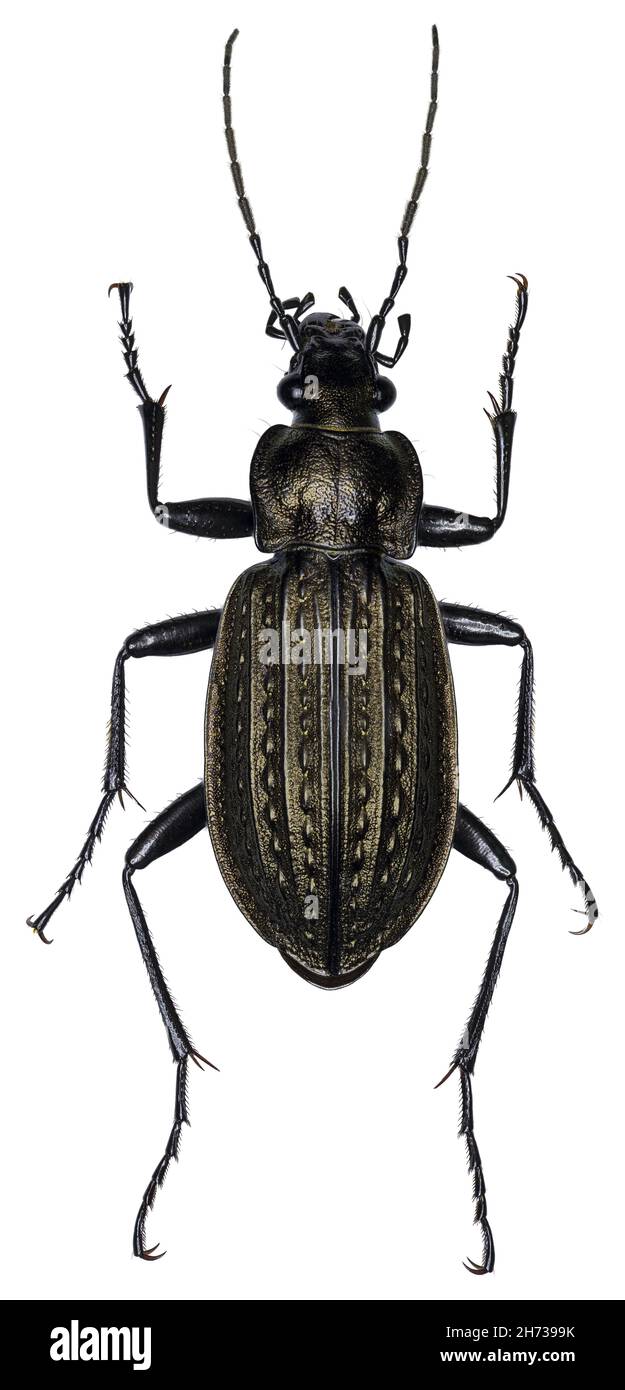 Carabus granulatus beetle specimen Stock Photo - Alamy