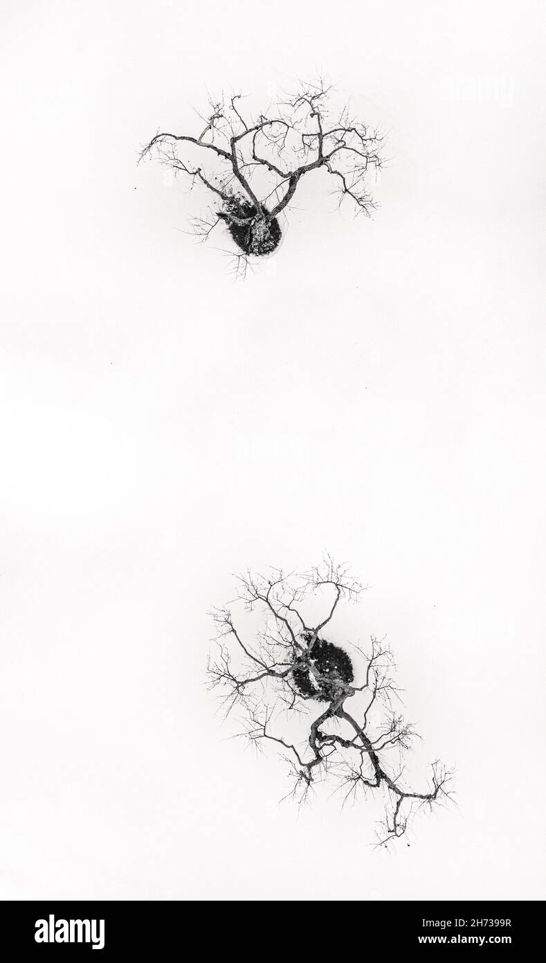 Top view of two trees in snow Stock Photo - Alamy