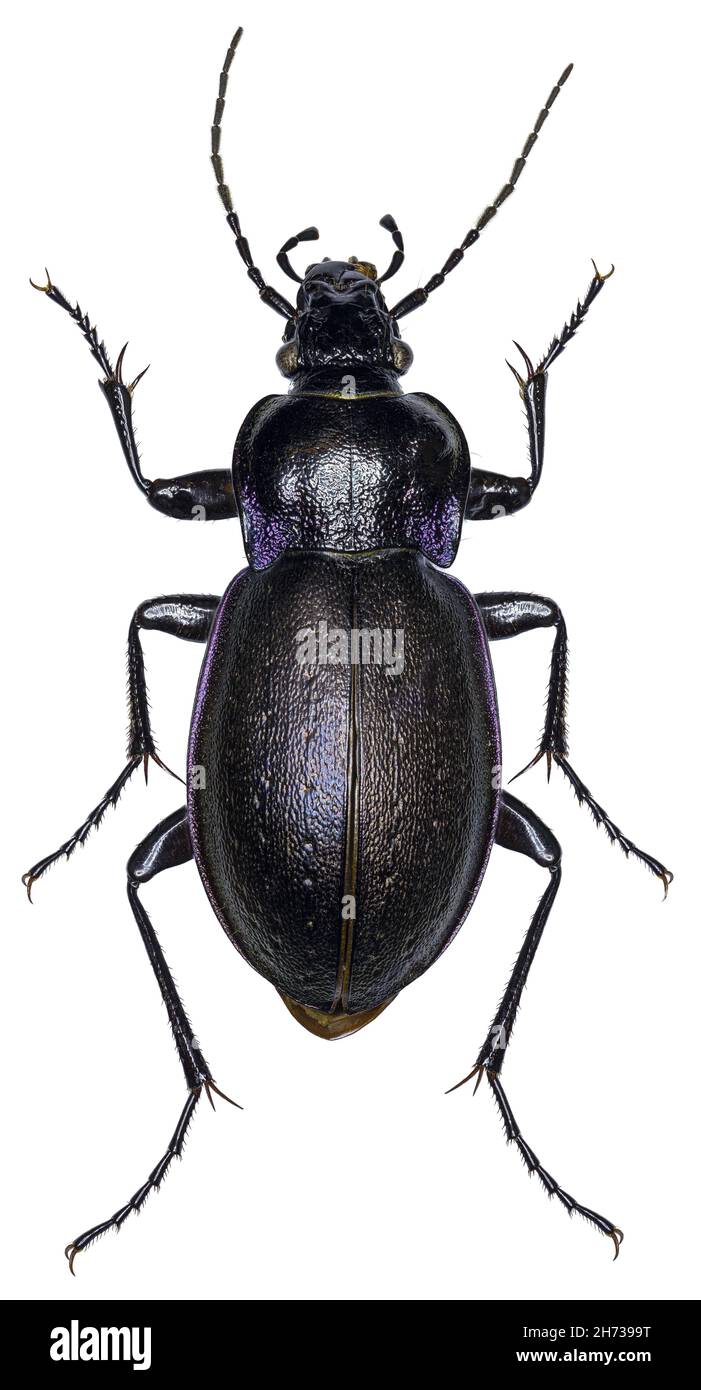 Carabus nemoralis beetle specimen Stock Photo - Alamy