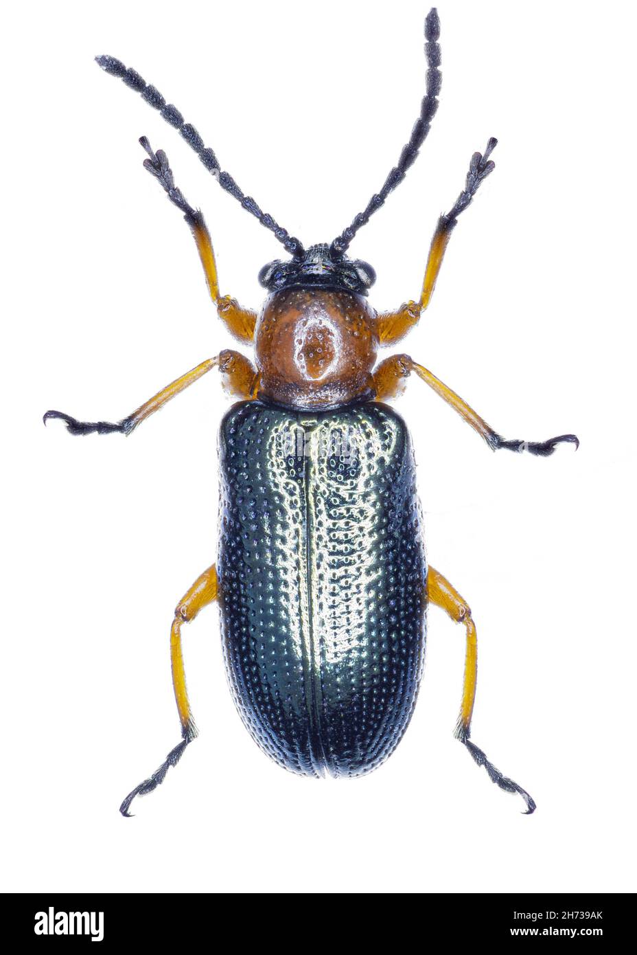 Oulema melanopus beetle specimen Stock Photo - Alamy