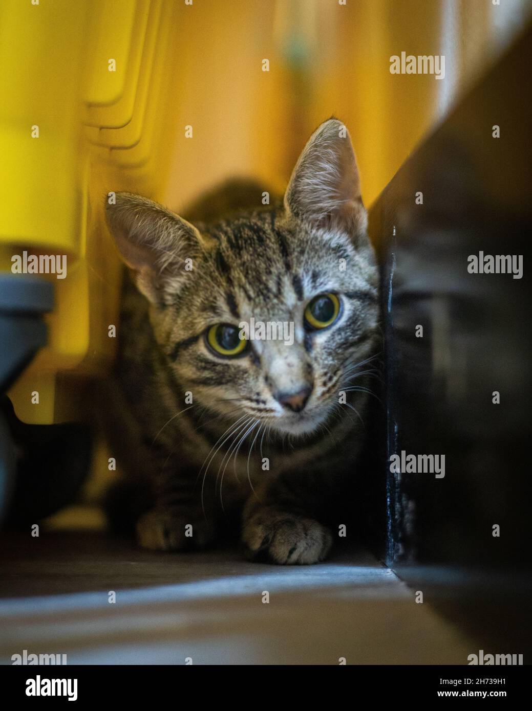 Cute hiding in a small corner at home Stock Photo - Alamy