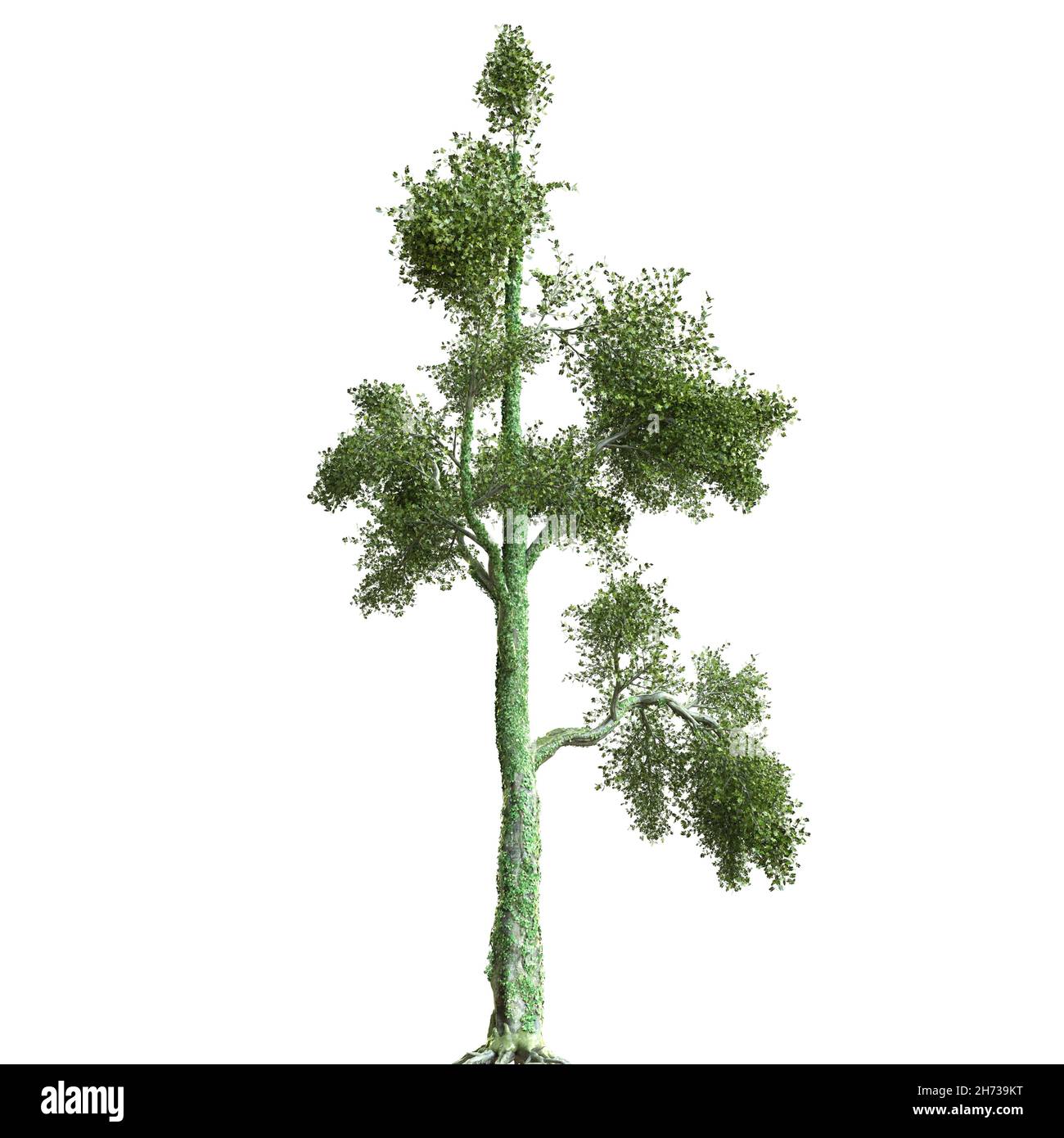 3D illustration summer tree isolated on white background Stock Photo ...